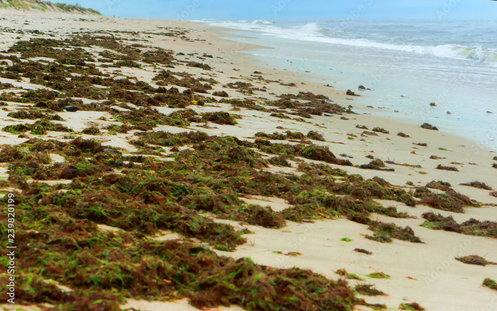 Dark green algae pollute the seashore. Stock Photo | Adobe Stock