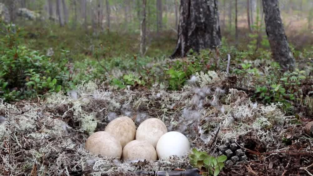 Unusual for geese nest in forest. Forest-breeding bean goose (Anser ...