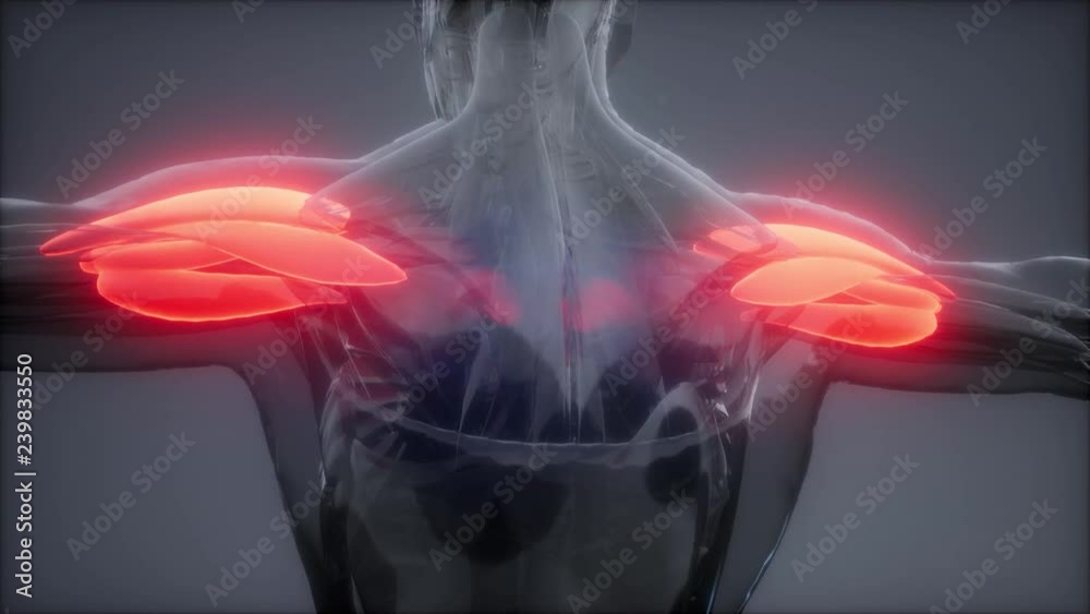 deltoid - Visible muscle anatomy map vídeo do Stock | Adobe Stock