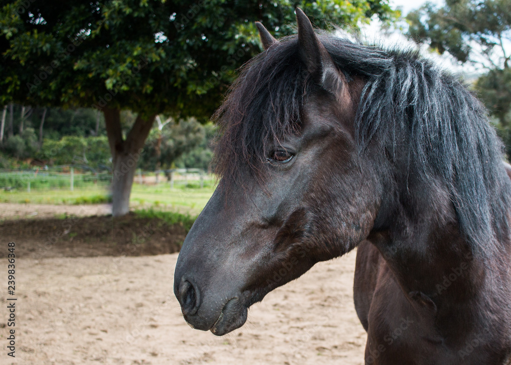 Friesian Horse Head Profile