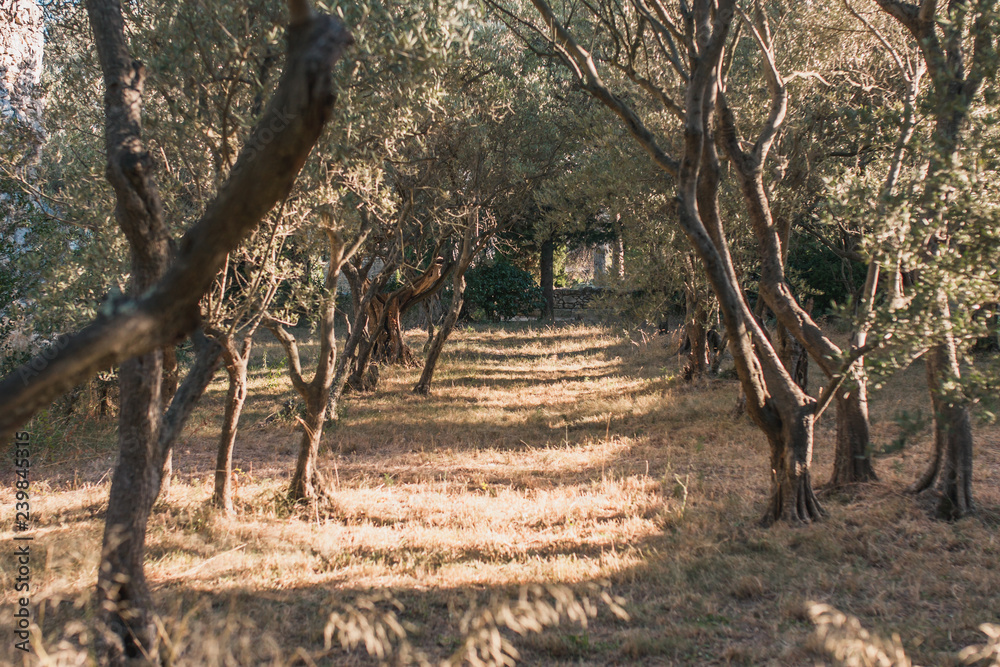 Old olive trees with crooked trunks - a centuries-old abandoned olive ...