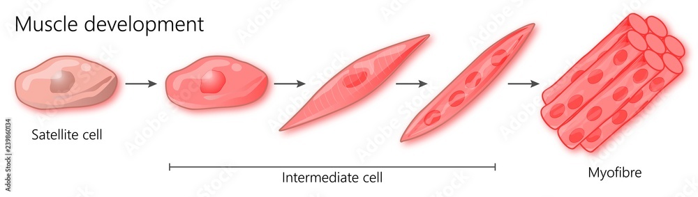 Muscle tissue development Stock Illustration | Adobe Stock