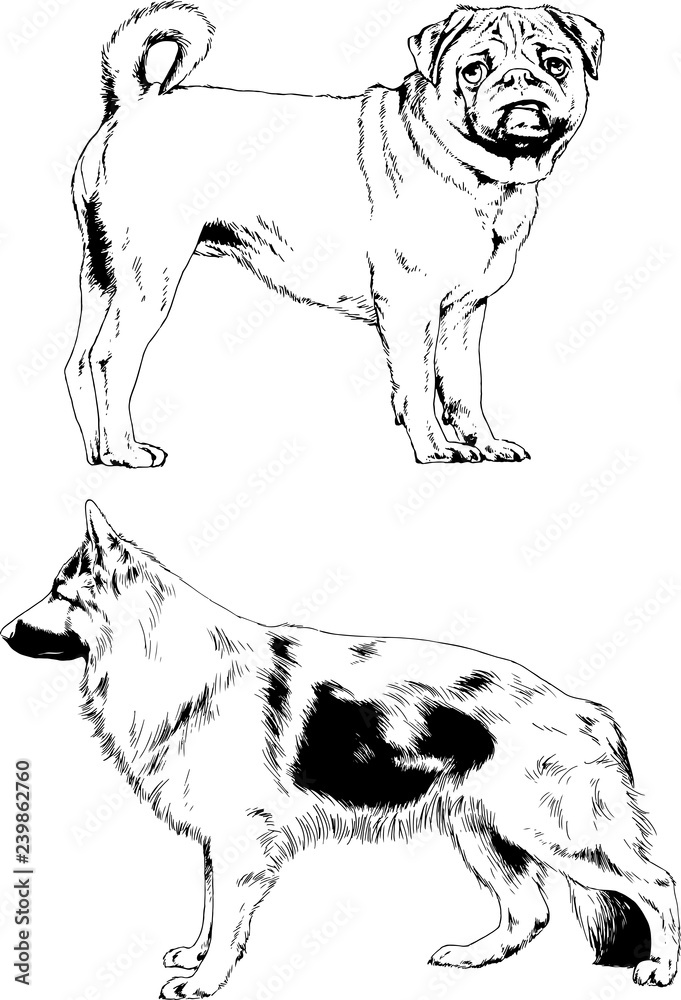 vector drawings sketches pedigree dogs in the racks drawn in ink by ...