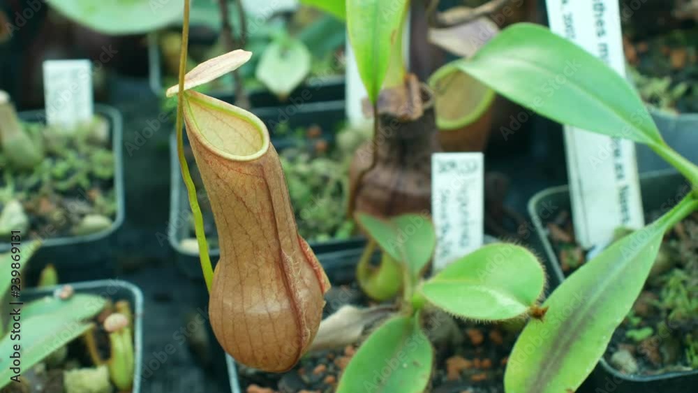 Nepenthes distillatoria tropical pitcher plant endemic Sri Lanka ...