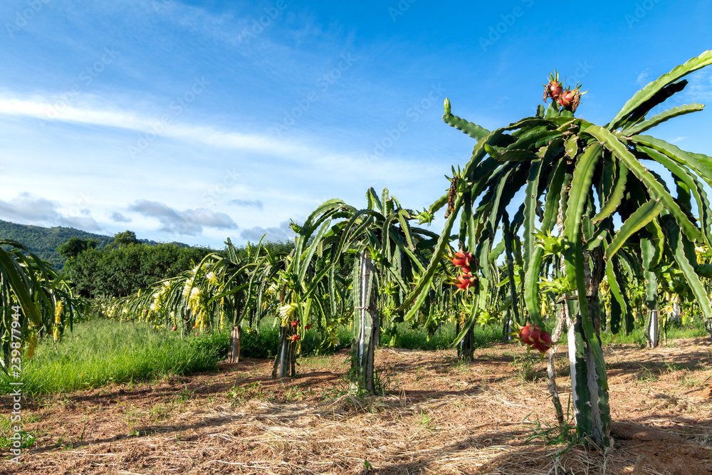 Dragon fruit on plant, Raw Pitaya fruit on tree, A pitaya or pitahaya ...