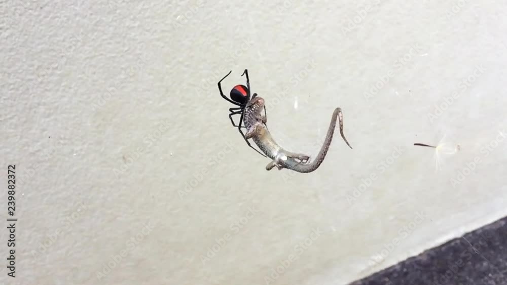 The most deadly spider in Australia the Redback captures a lizard in ...