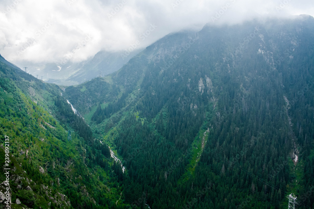 Forested mountain slope in low lying cloud with the evergreen conifers ...