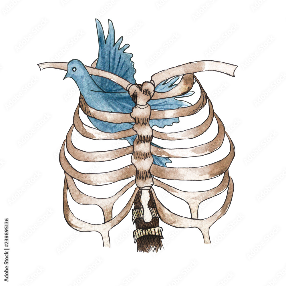 Watercolor skeleton chest and pigeon stuck inside. Symbol of love and ...