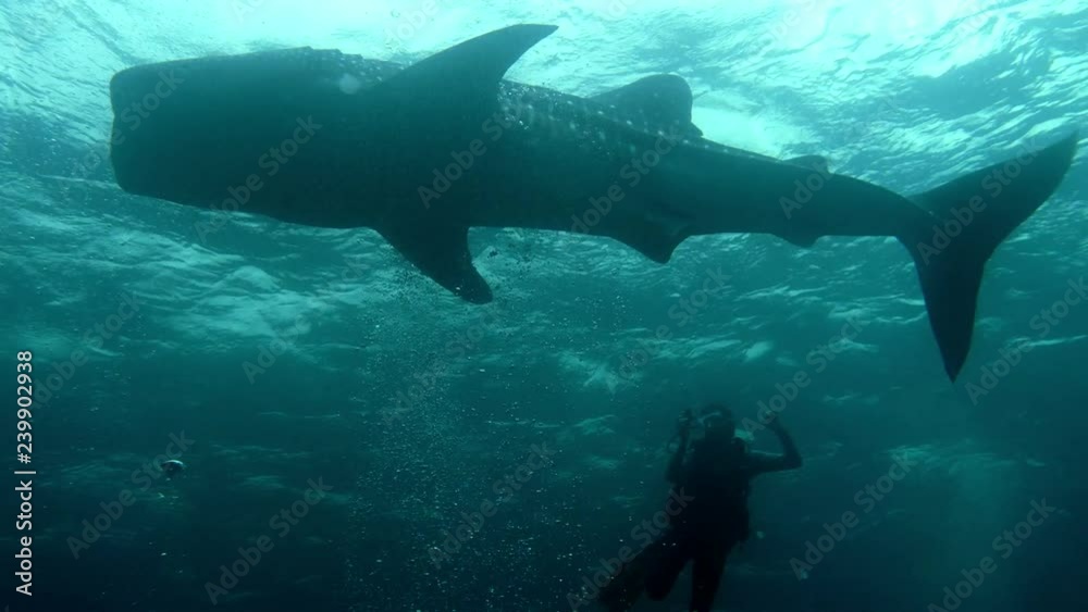 Whale shark swimming in the waters of the Caribbean Sea The whale shark ...
