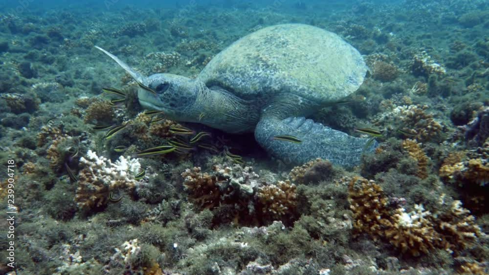 Atlantic ridley sea turtle swimming in the coral reef The Kemp's ridley ...