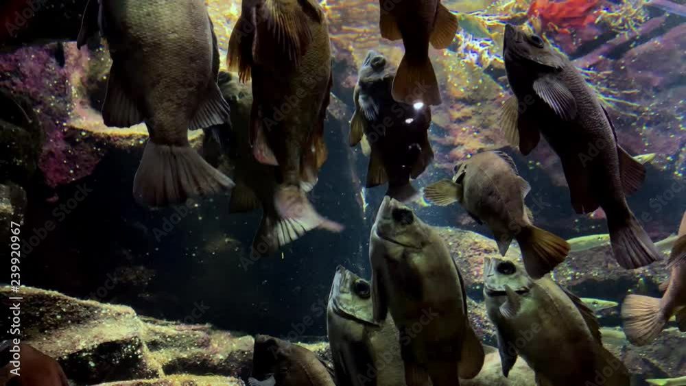 Jellyfish - Group of fish in a vertical position looking up. Fish at ...