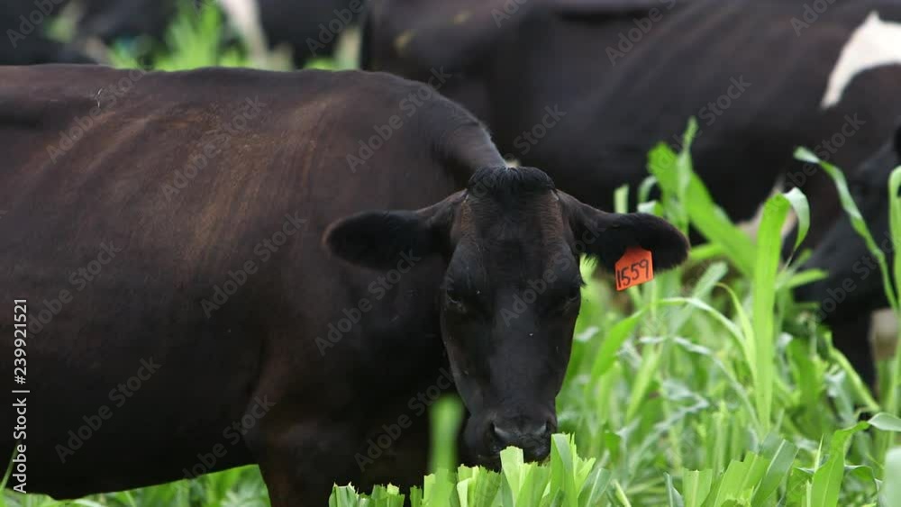 Fat dairy cows eating in a field of dense green vegetation Stock Video ...