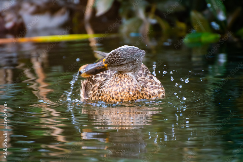 Duck Splashing In Pond