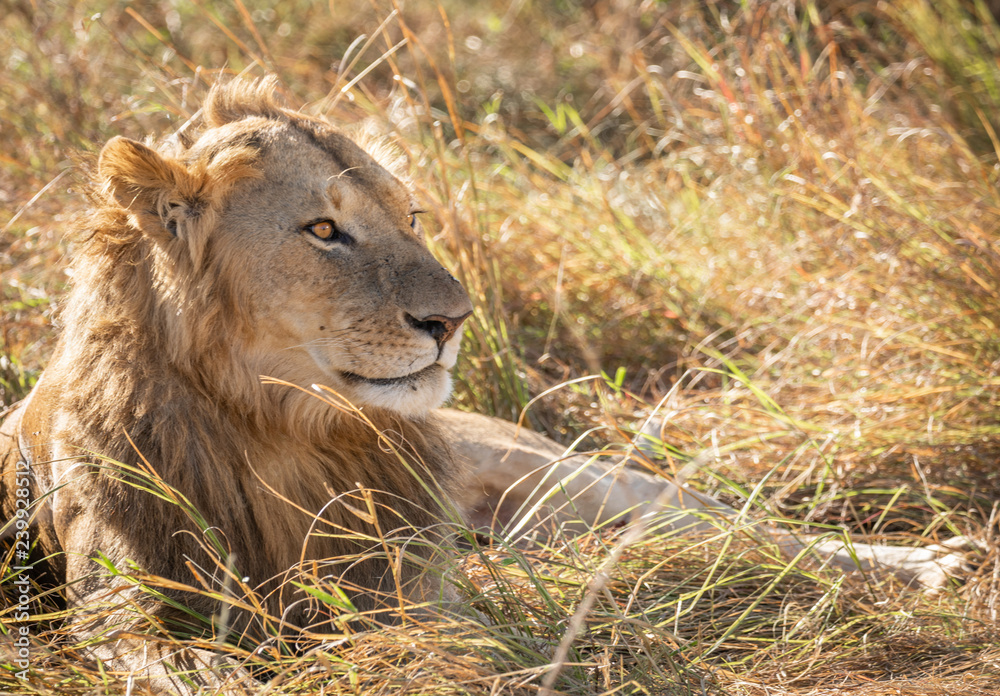 Male Lion Profile Sitting