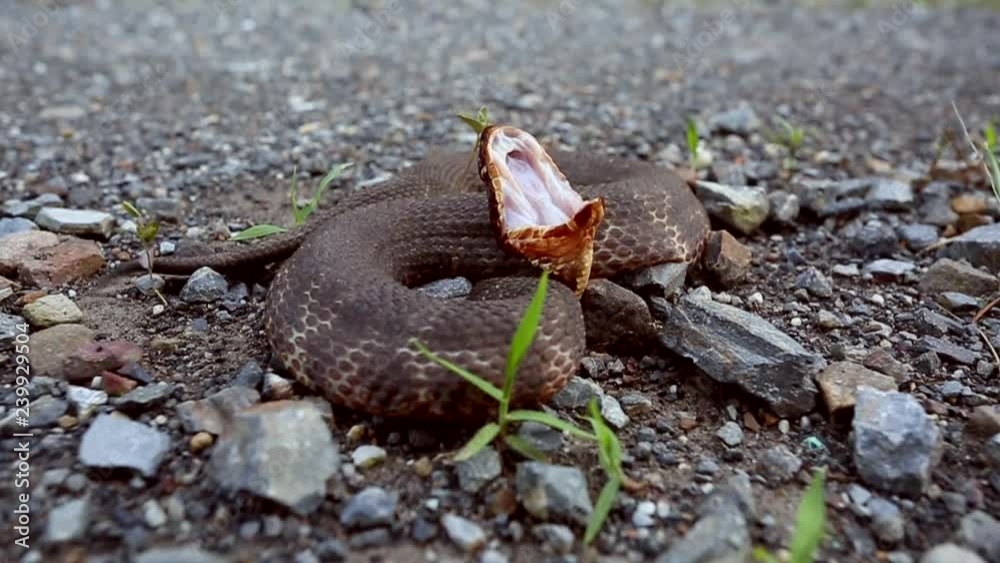 A Western Cottonmouth, Agkistrodon piscivores leucostoma, a venomous ...