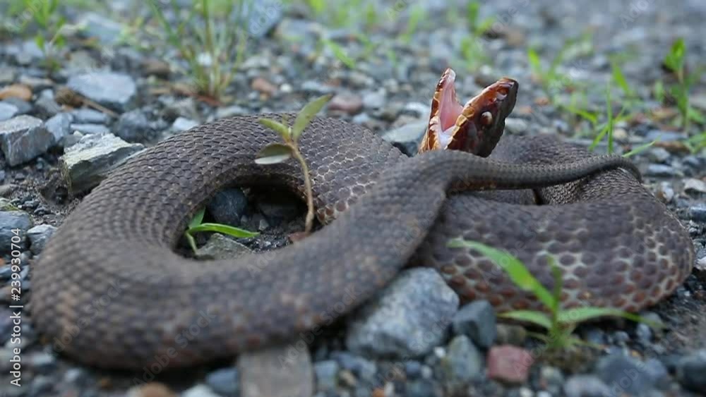 A Western Cottonmouth, Agkistrodon piscivores leucostoma, a venomous ...