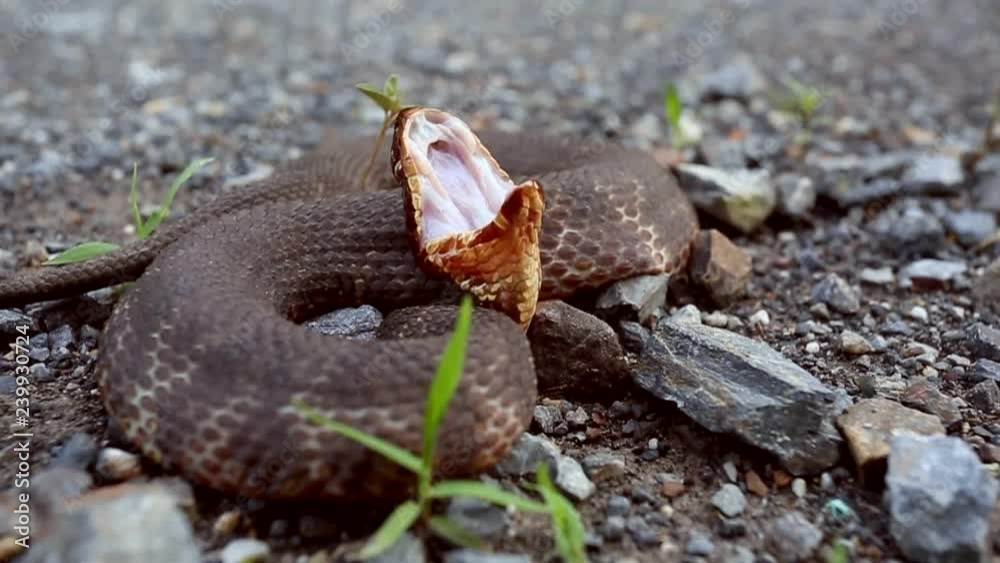 A Western Cottonmouth, Agkistrodon piscivores leucostoma, a venomous ...
