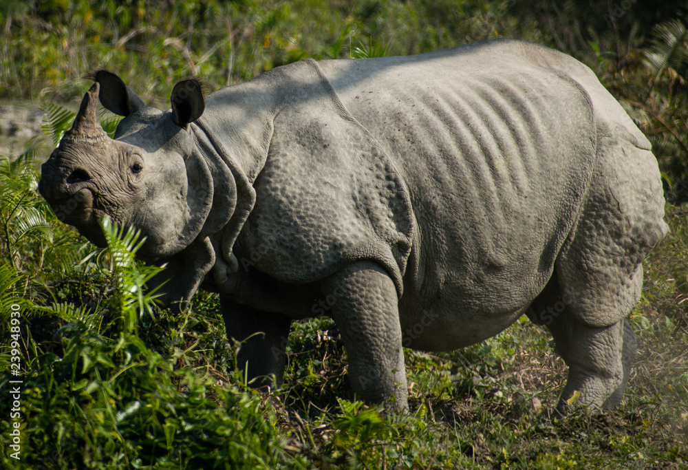 Assam culture and wildlife Stock Photo | Adobe Stock