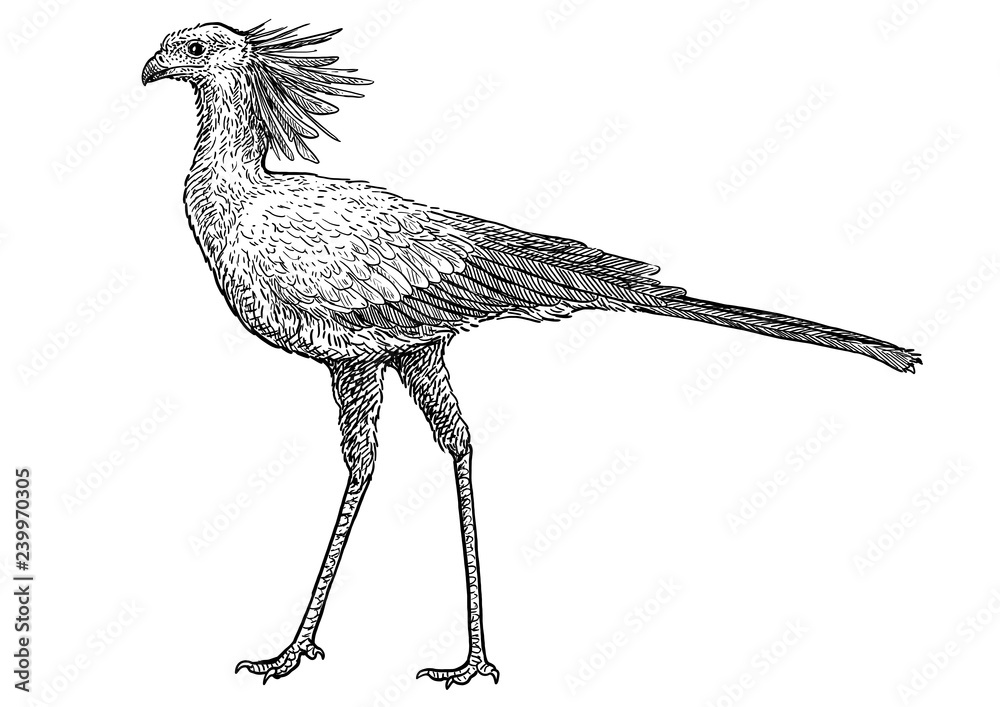 Secretary bird illustration, drawing, engraving, ink, line art, vector ...