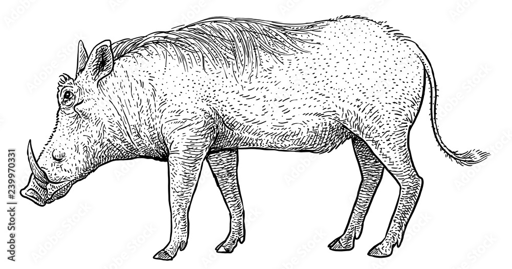Warthog illustration, drawing, engraving, ink, line art, vector Stock ...