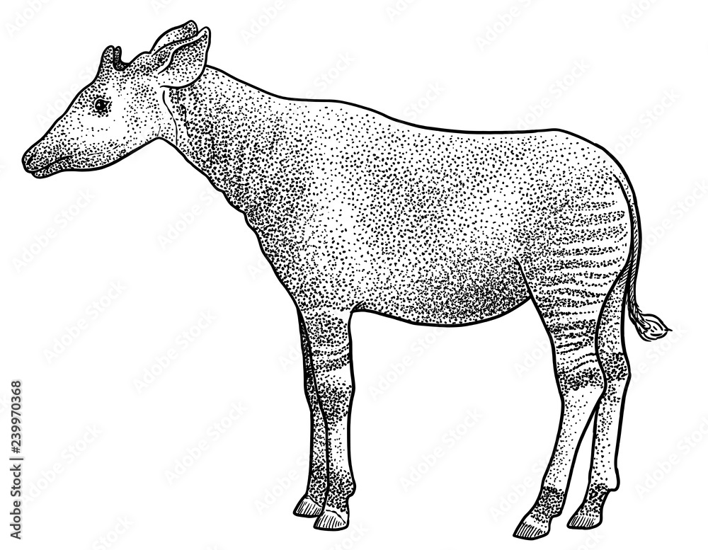 Okapi Drawing
