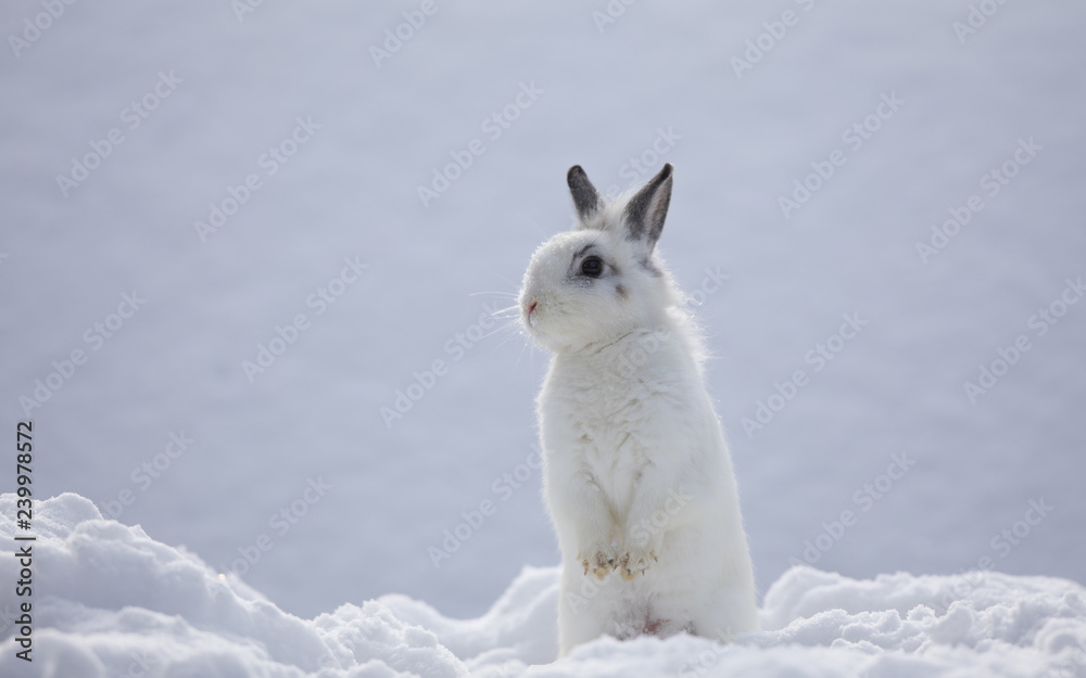 white rabbits in the snow,bunny in winter,white hare Stock Photo ...