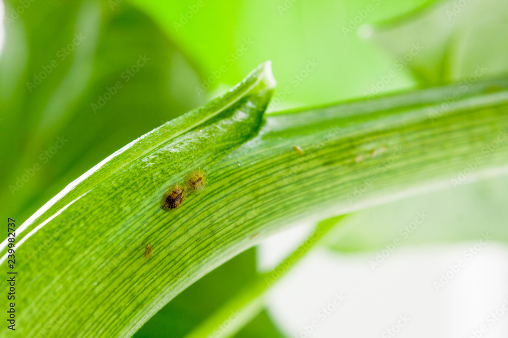 The Coccidae are a family of scale insects belonging to the superfamily ...
