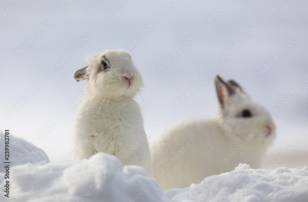 Snow Rabbit