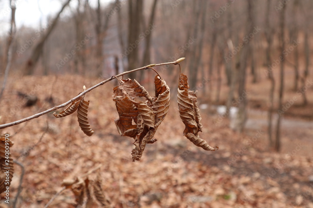 Dry Leaves Forest