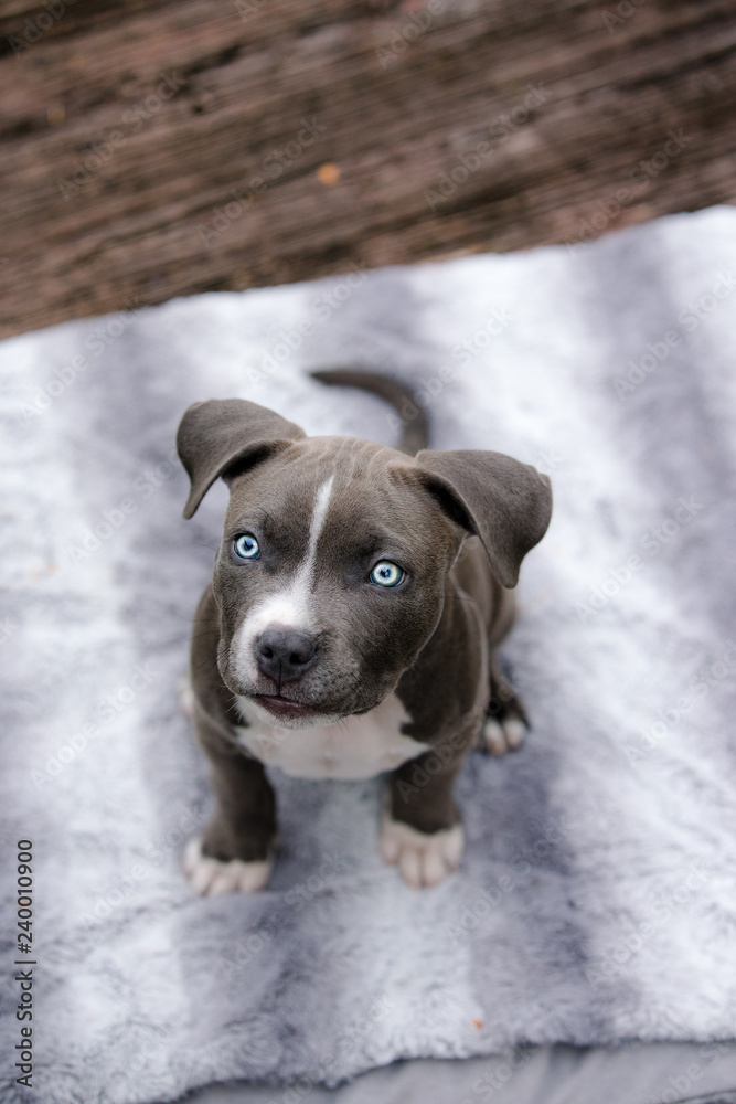 Baby Blue Nose Stock Photo | Adobe Stock
