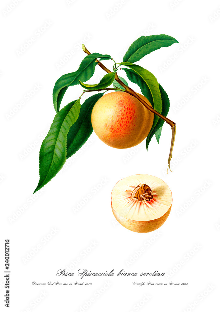 Vintage peach botanic chart. Watercolour drawing art. Stock ...