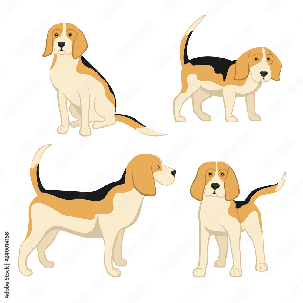 Vector illustration of beagle dog in various poses on white background ...