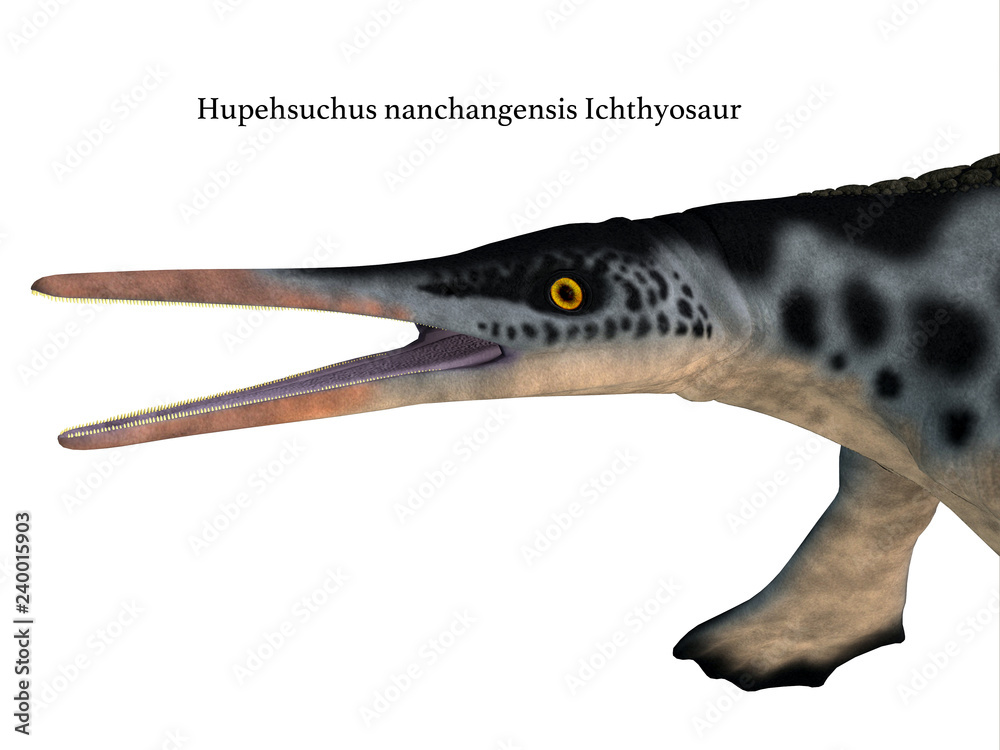 Hupehsuchus Reptile Head with Font - Hupehsuchus was an Ichthyosaur ...