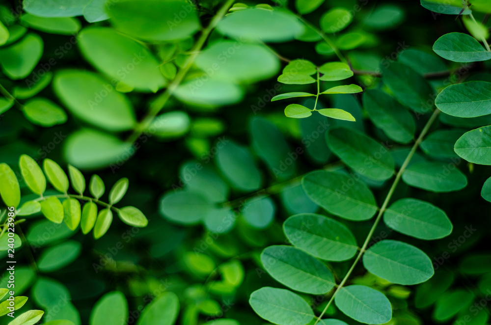 Acacia Tree Close Up