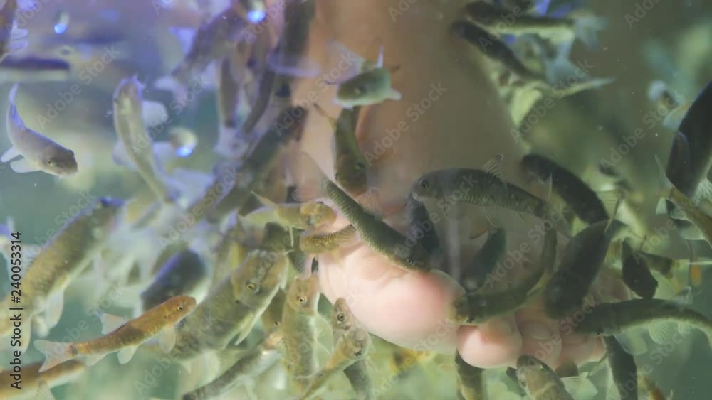 Pedicure fish spa. Rufa garra fish spa treatment. Close up of fish and ...