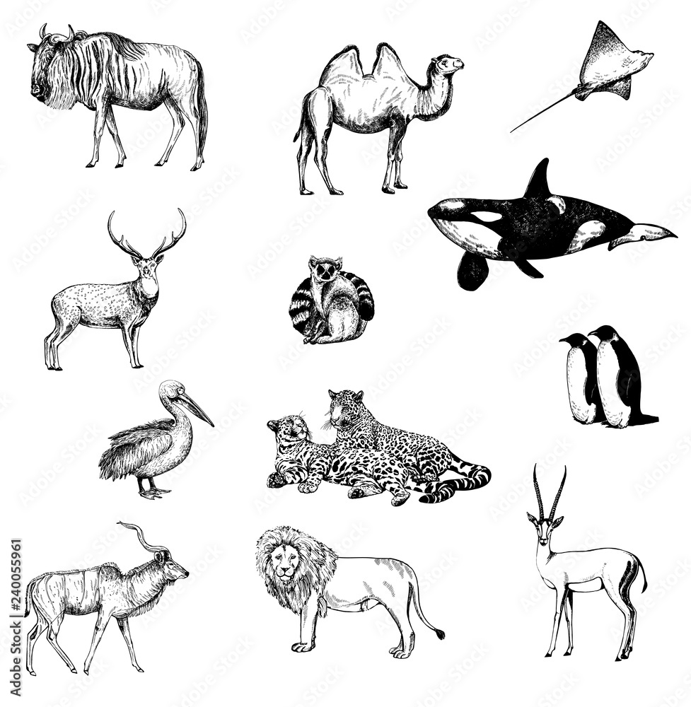 Big set of hand drawn sketch style animals isolated on white background ...