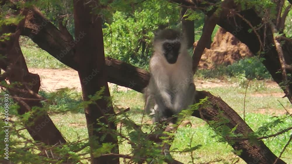 Vidéo Stock Vervet Monkey. Blue testicles monkey on the tree ...
