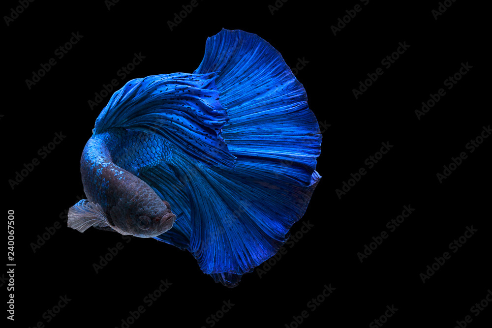 Blue Halfmoon Betta