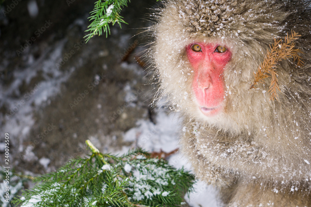 Snow monkeys can live in cold weather with white snow as a backdrop ...