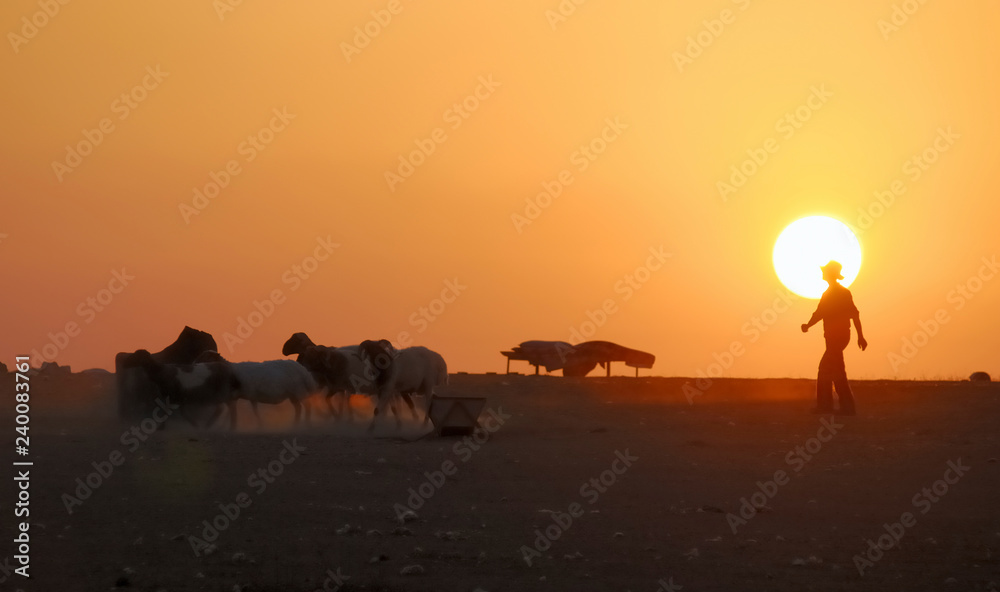Bedouin Shepherds Israel