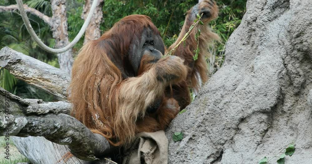 Orangutan male sitting in tree eating leaves San Diego. Orangutans ...