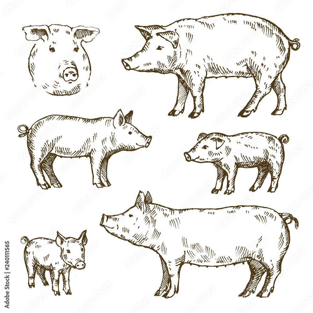 Hand drawn set of pigs. Sketch, vector illustration. Stock Vector ...