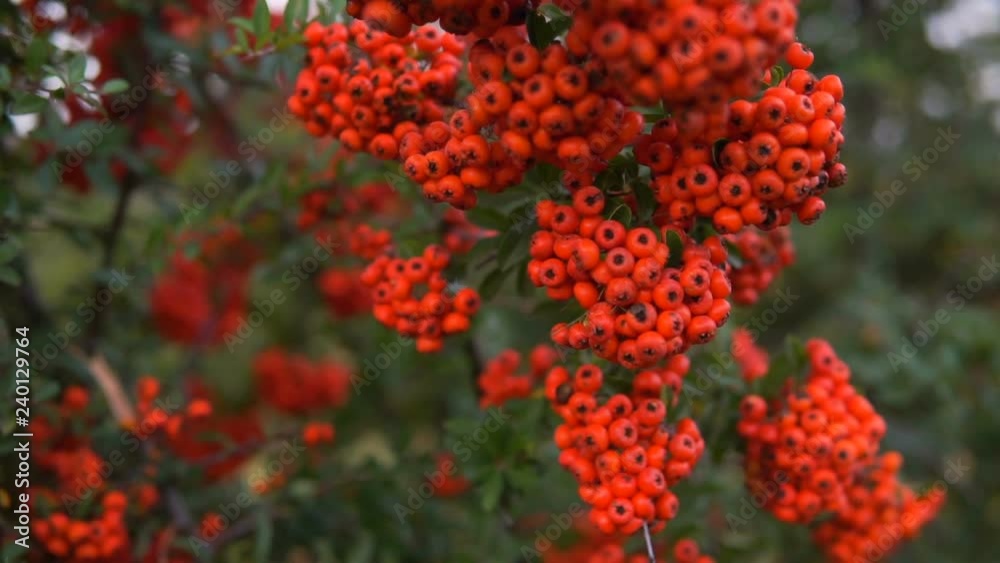 Crataegus commonly called hawthorn, thornapple, May-tree, whitethorn ...