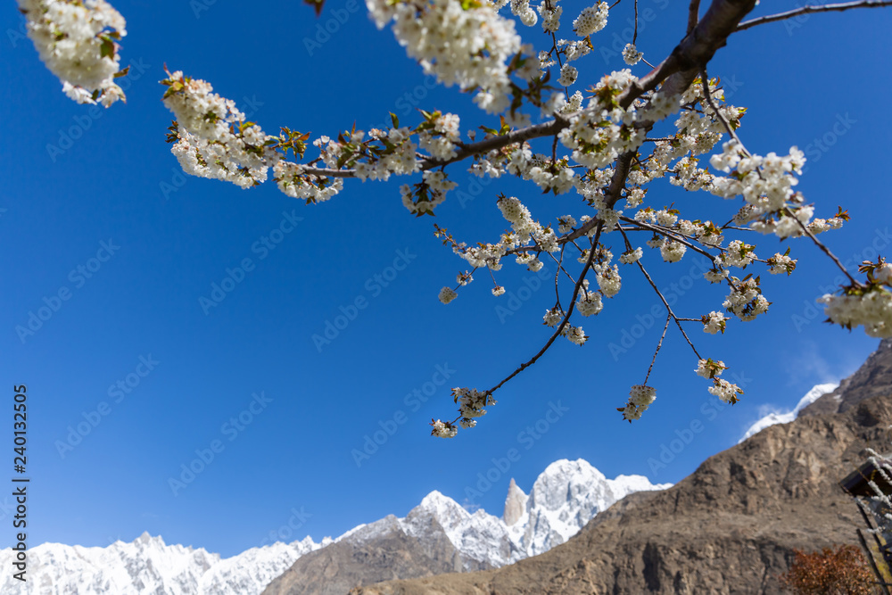 Cherry blossom at Lady finger and Hunza peak with snow capped. Hunza ...