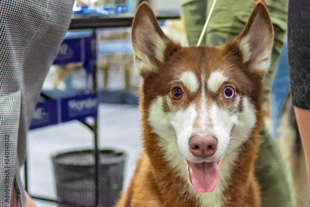 Red Siberian Huskies