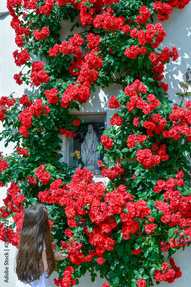 St Mary statue surrounded by an explosion of blooming red roses ...