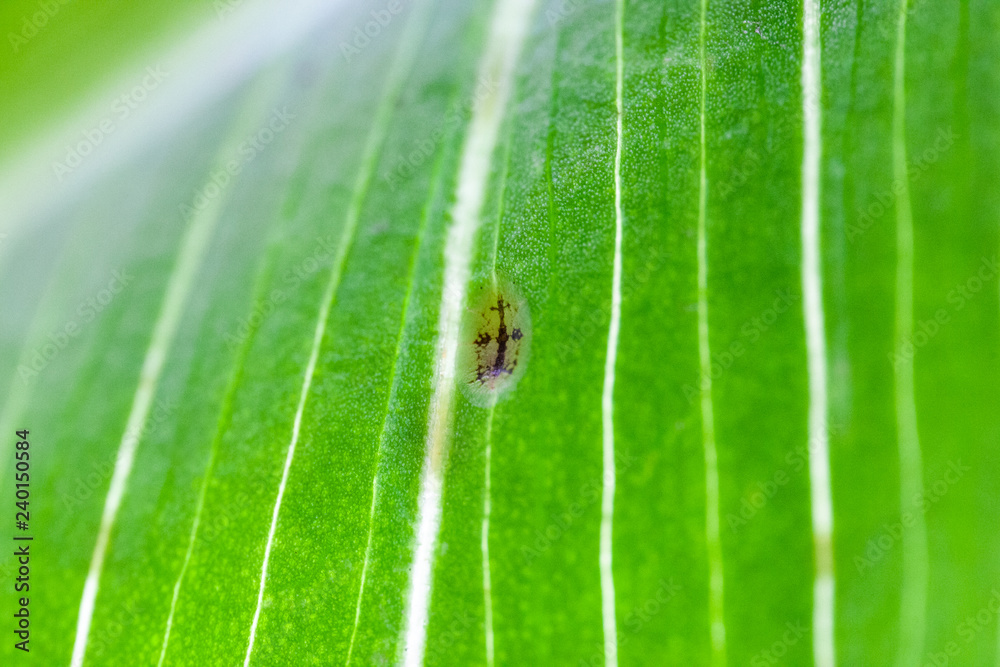 The Coccidae are a family of scale insects belonging to the superfamily ...