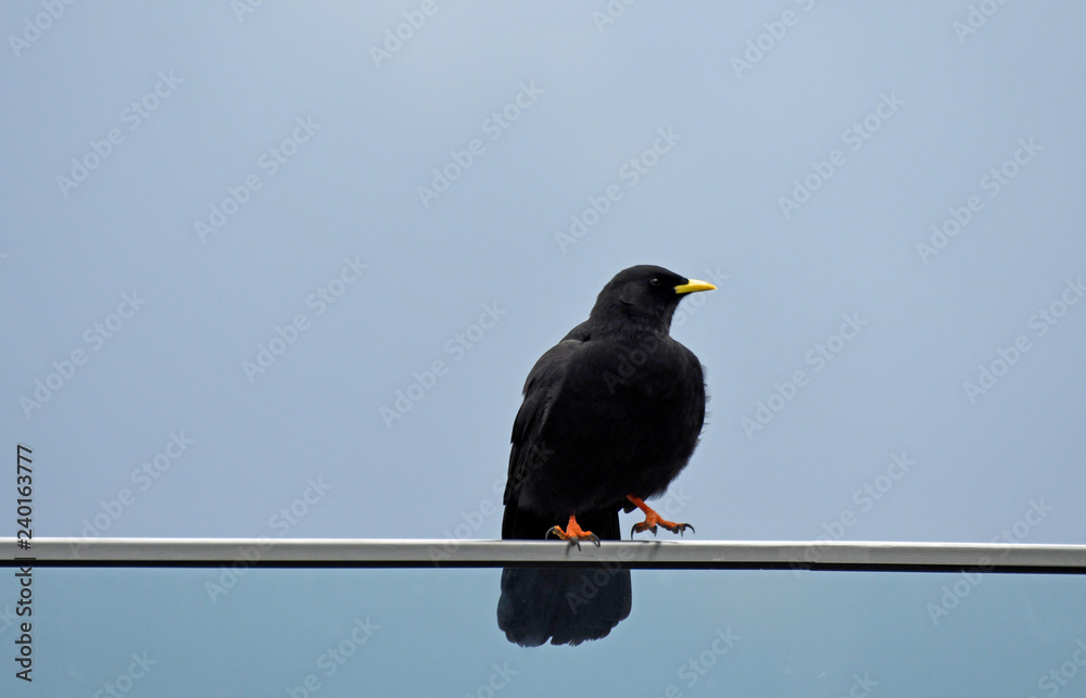 bergdohle auf dem nebelhorn Stock Photo | Adobe Stock