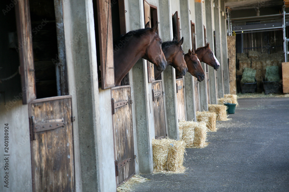 Thoroughbred horse in stall Stock Photo | Adobe Stock