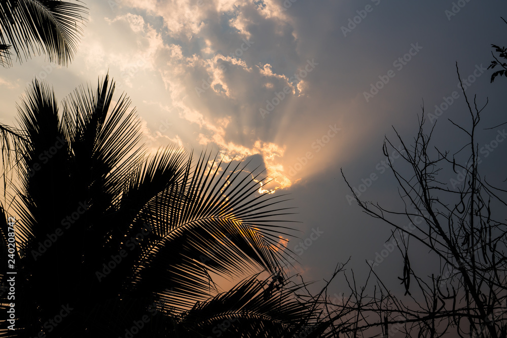 Natural of sunset sunrise for bright dramatic cloud sky with coconut ...